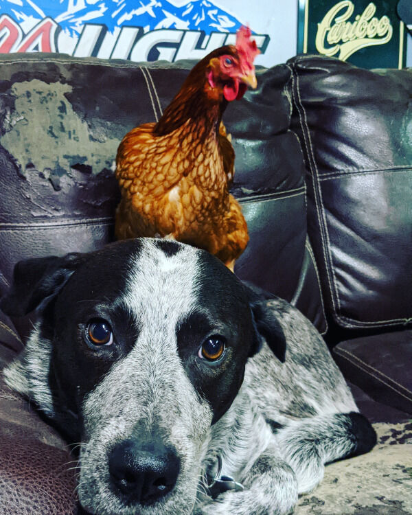 Welcome to Dogs Galore