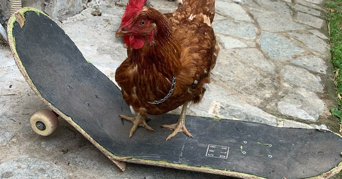 Funny Animal Pictures | Funny Pet Videos - theCHIVE