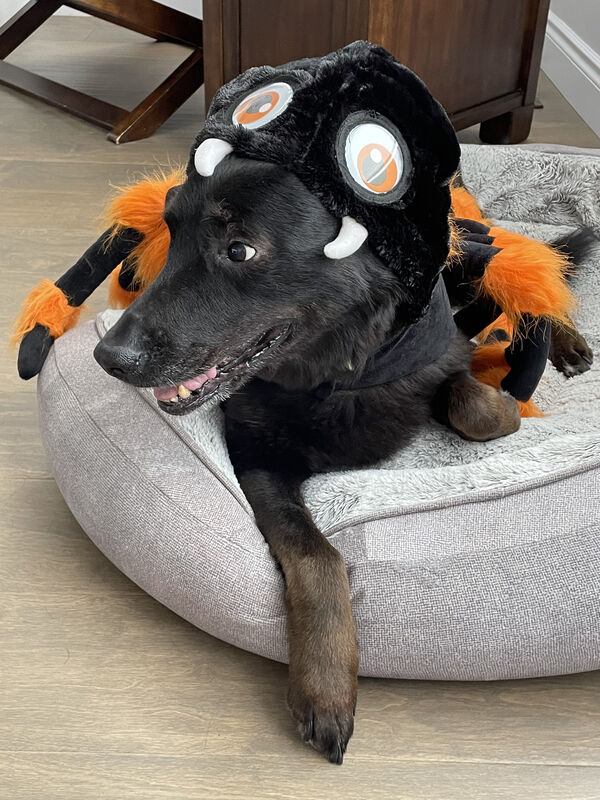 Welcome to Dogs Galore