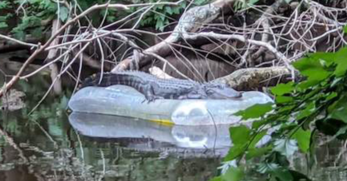 Daily Morning Awesomeness | Awesome Morning Pics, Gifs & More - theCHIVE