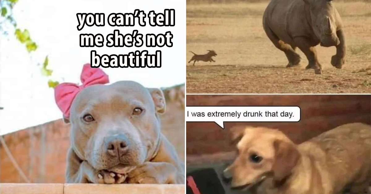 Drunk Puppies Meme