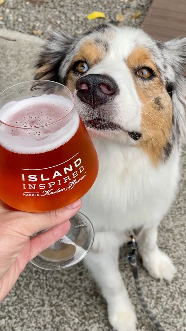 Welcome to Dogs Galore