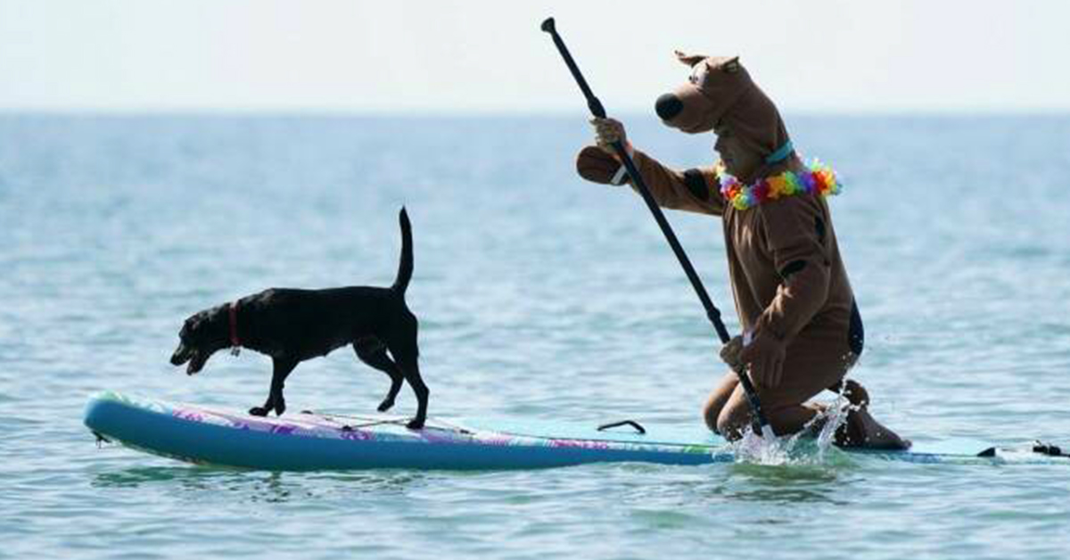 Daily Afternoon Randomness | Random Memes, Photos & Gifs - theCHIVE