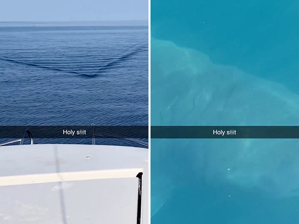 Absolute unit of a shark gets a little too close for comfort