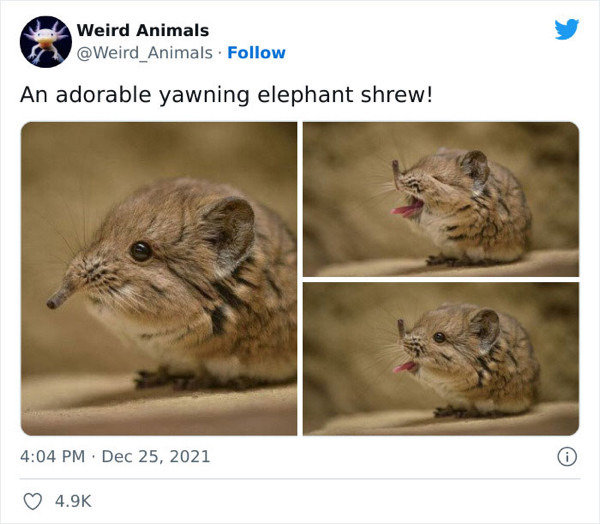 Weird animals that are oddly amazing