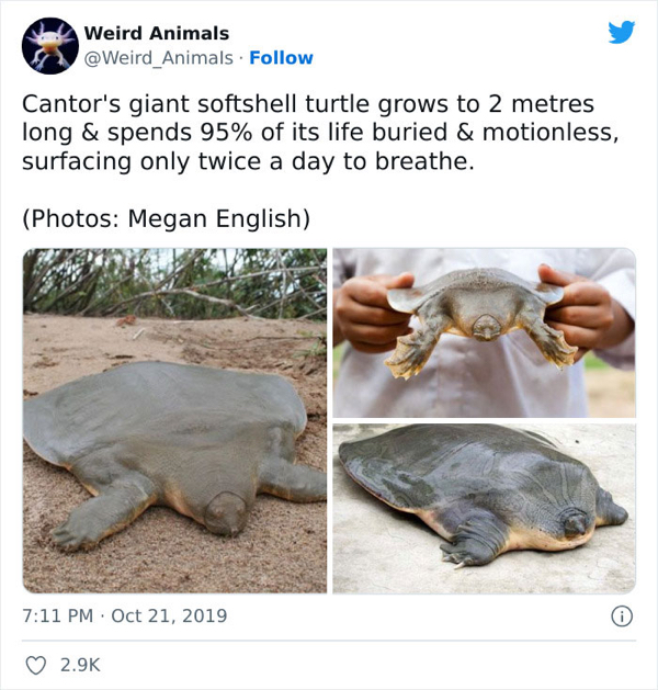 Weird animals that are oddly amazing