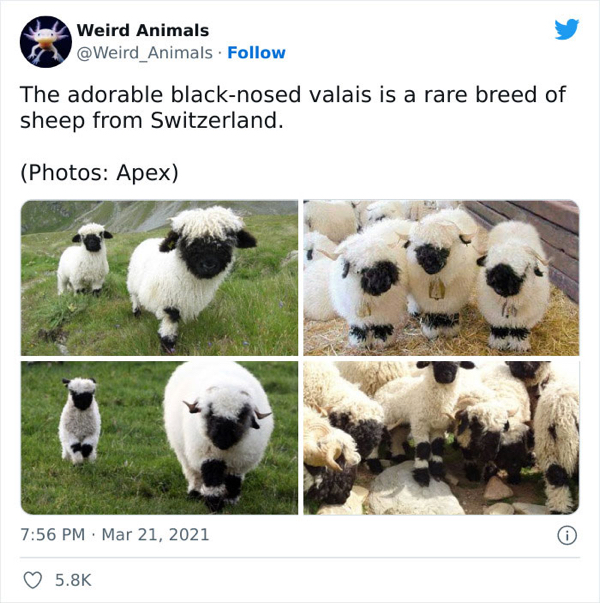 Weird animals that are oddly amazing