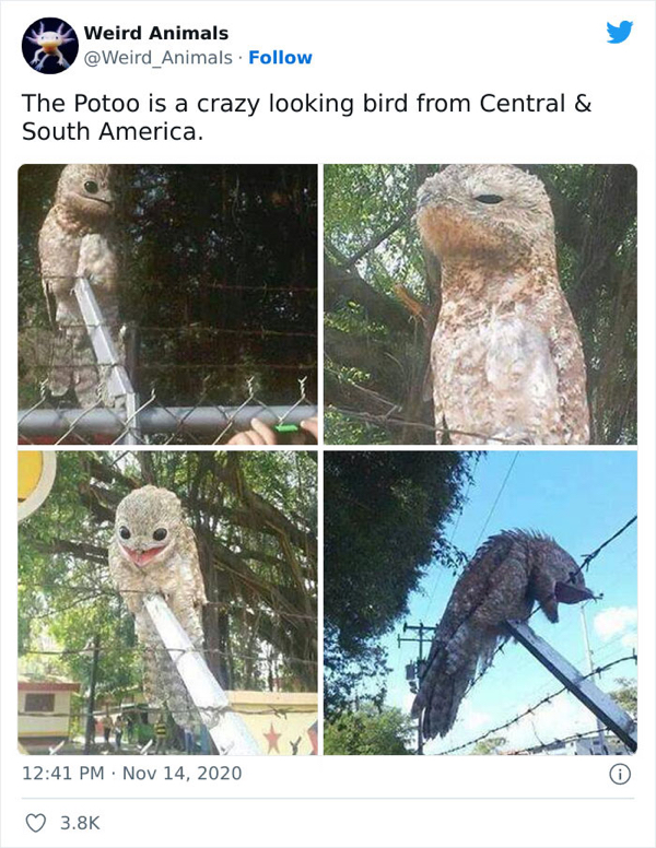 Weird animals that are oddly amazing