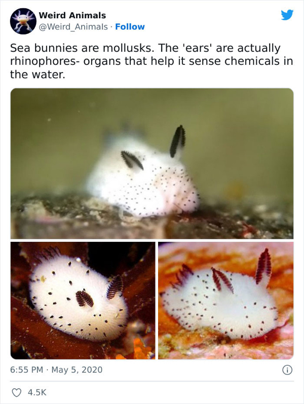 Weird animals that are oddly amazing