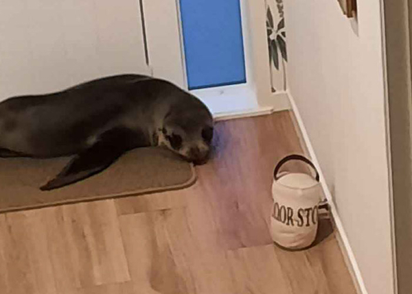 Seal breaks into home, terrorizes cat, and gets cozy on the couch