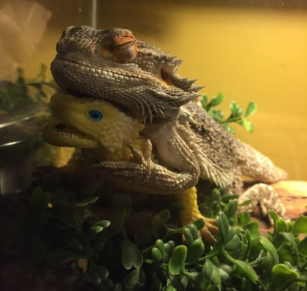 Animals so sweet we dare you not to smile