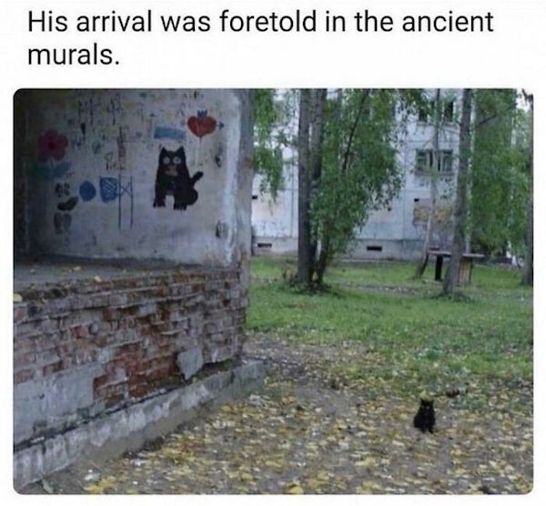 The funniest moments from our fuzziest best friends