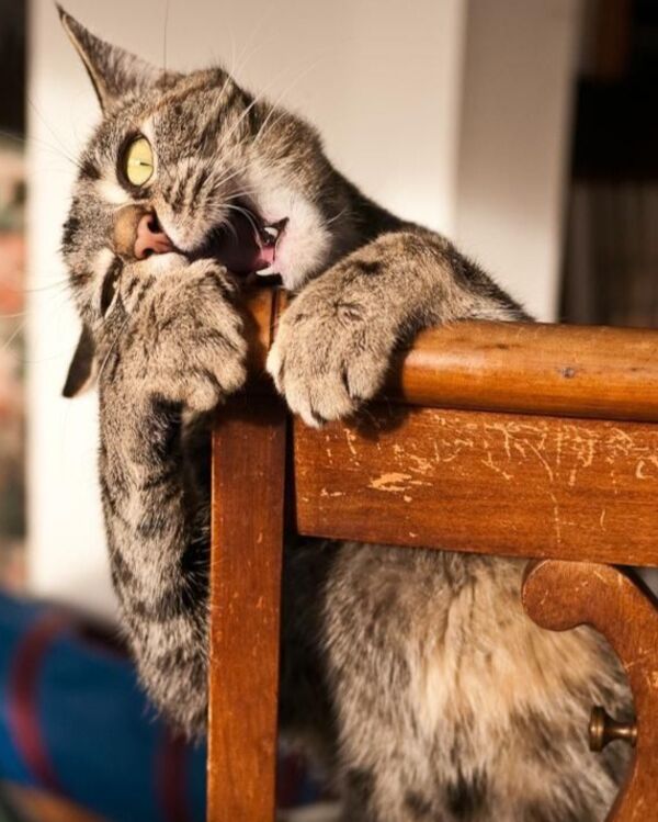 Cat Saturday Is a Purrfect Weekend Treat