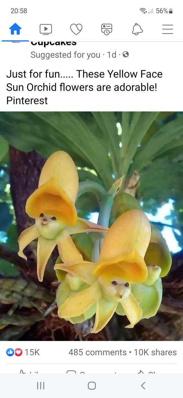 Plant jokes that will make your green thumb giggle