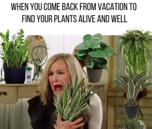 Plant jokes that will make your green thumb giggle