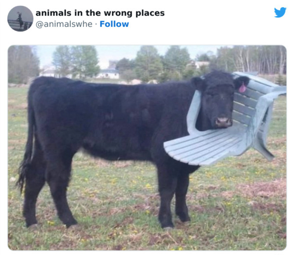 It's just the right time for animals in the wrong places