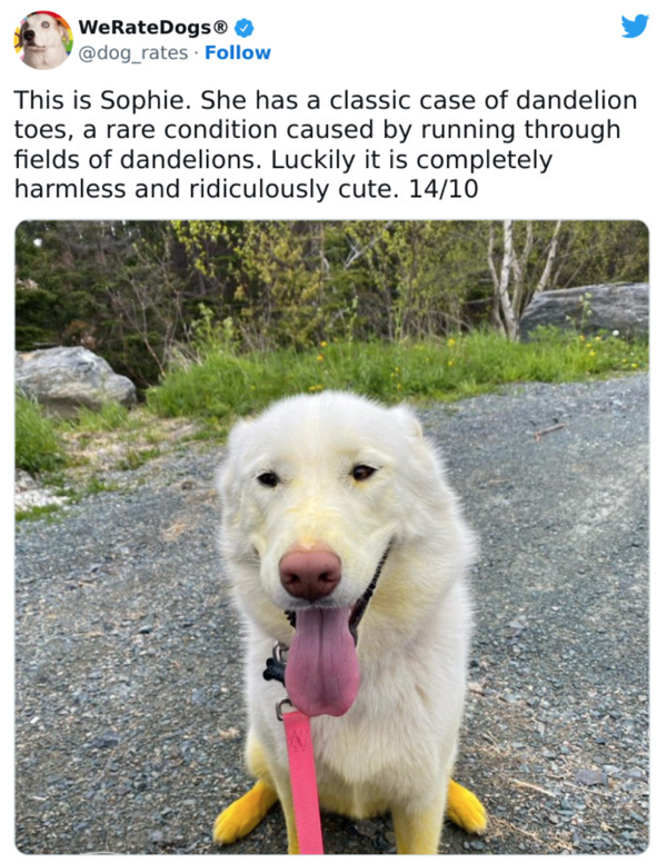 They rate dogs, so we don't have to