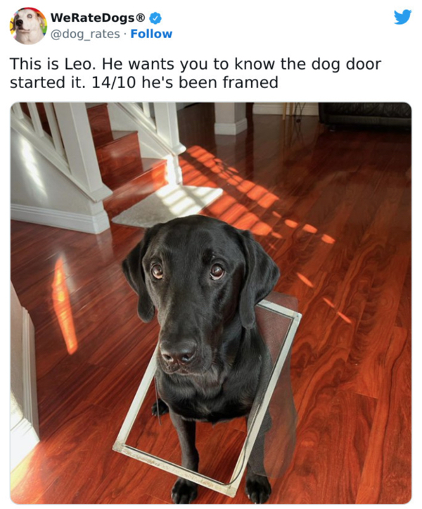 They rate dogs, so we don't have to