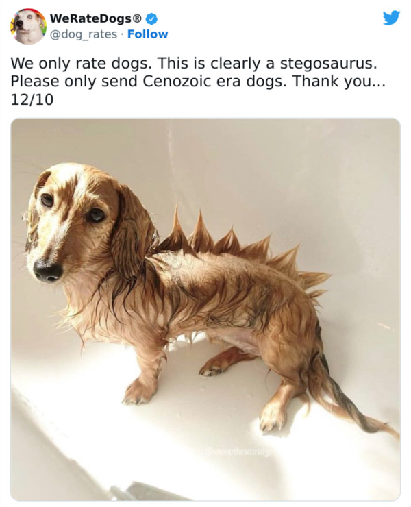 They rate dogs, so we don't have to