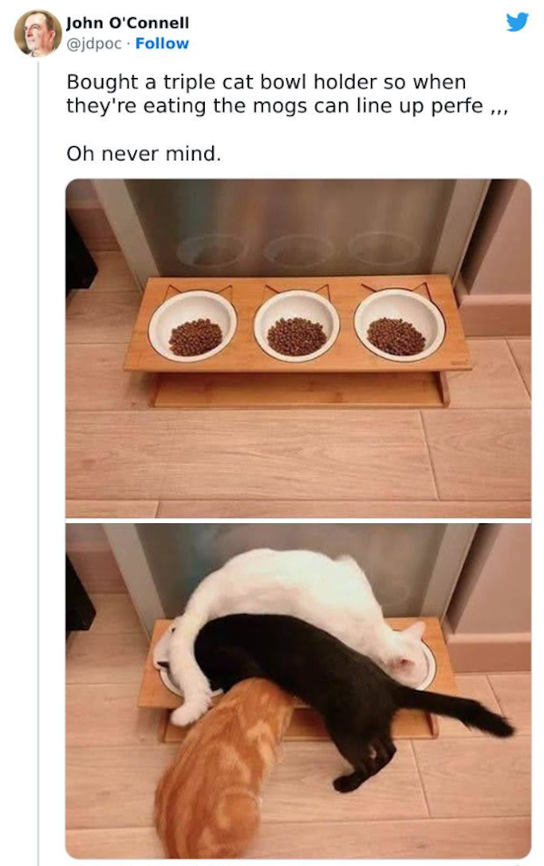 The funniest moments from our fuzziest best friends