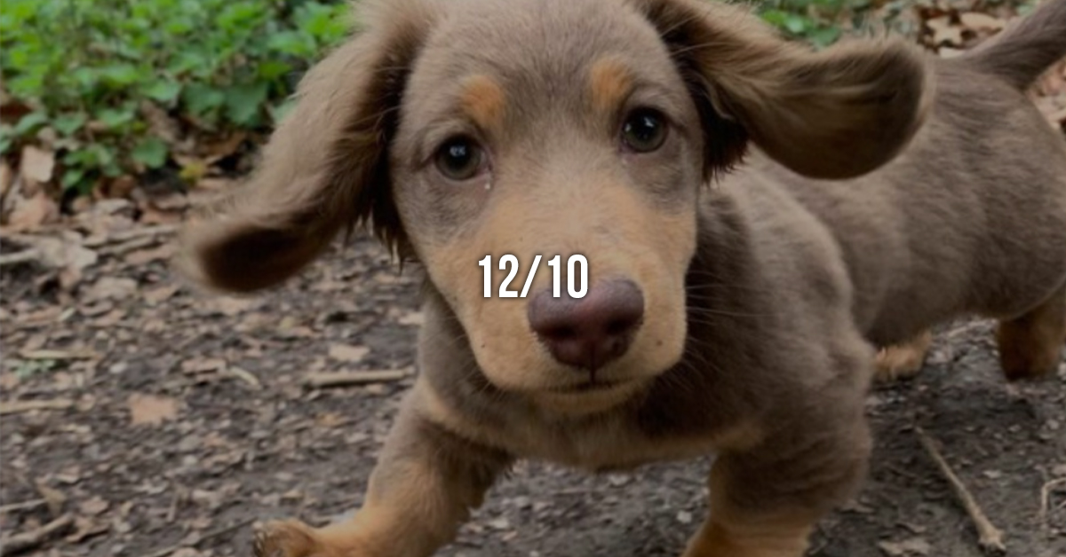 They rate dogs, so we don't have to