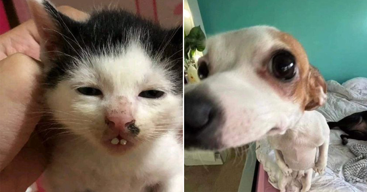 Funny Animal Pictures | Funny Pet Videos - theCHIVE