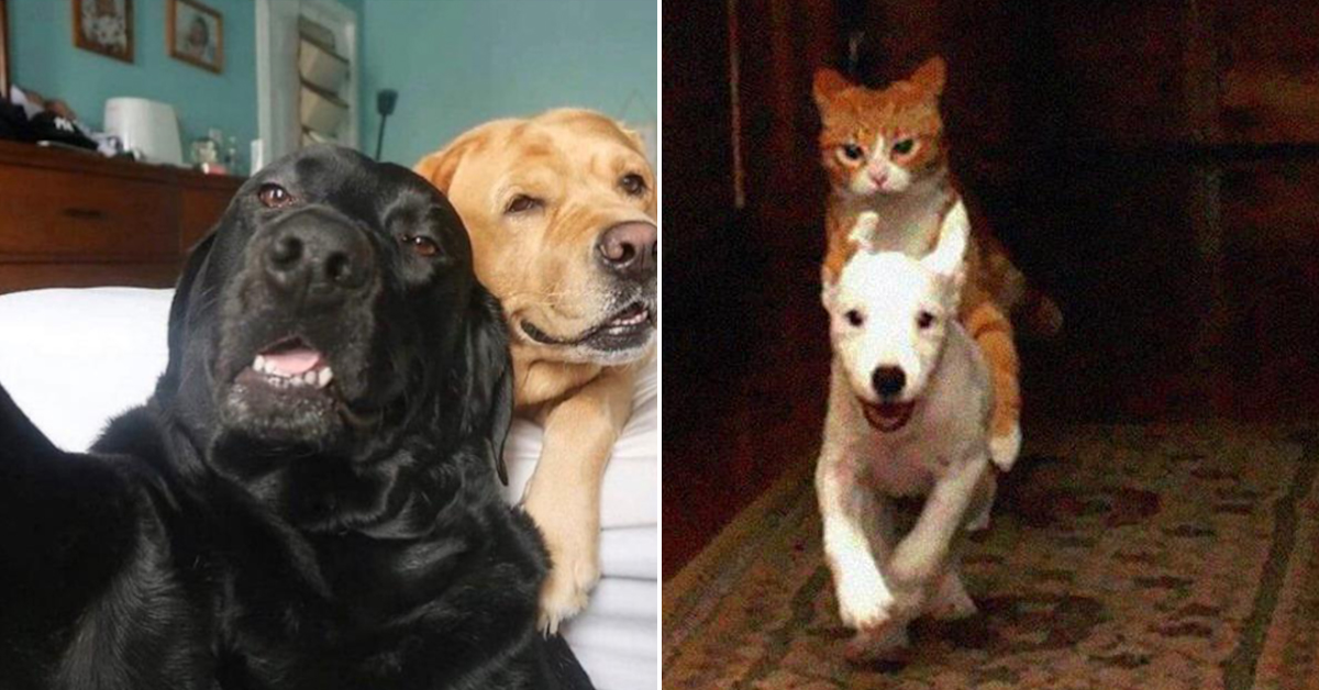 The funniest moments from our fuzziest best friends