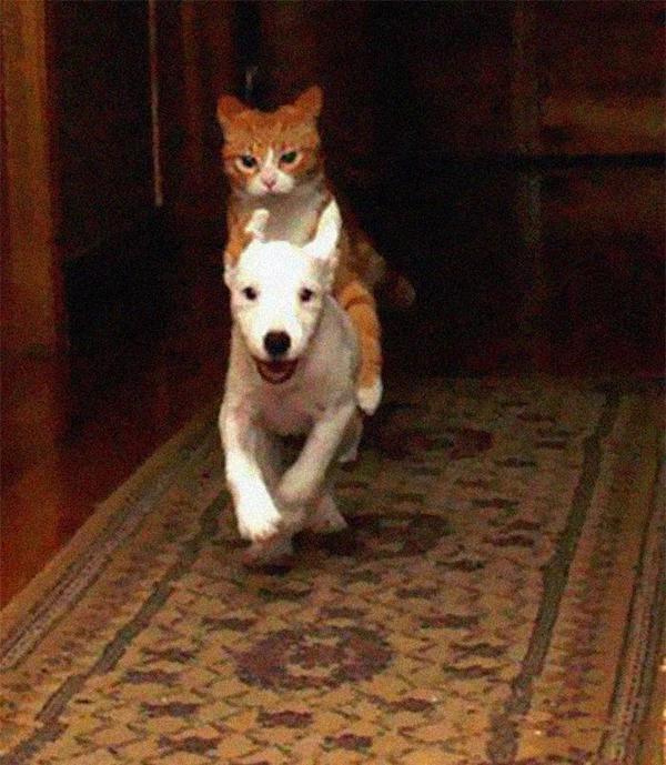 The funniest moments from our fuzziest best friends