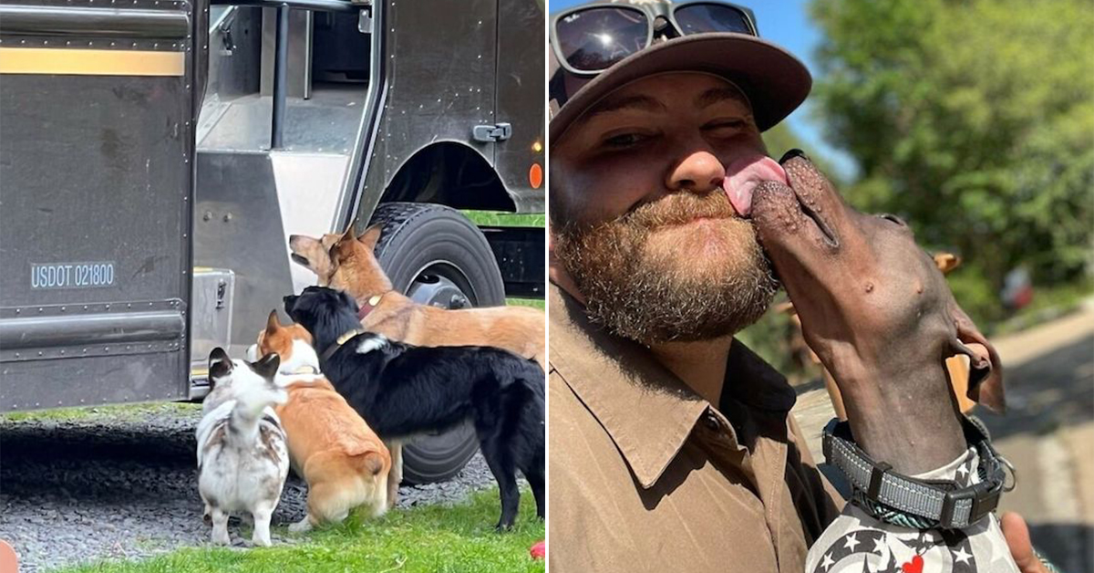 Dogs and delivery drivers getting along