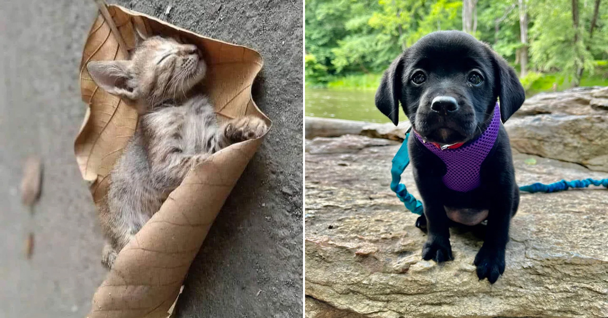 Funny Animal Pictures | Funny Pet Videos - theCHIVE