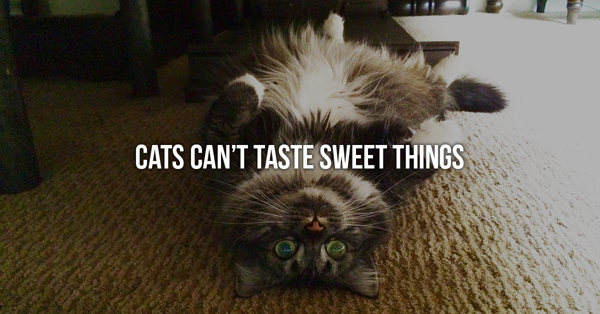 theCHIVE - Funny Pictures, Photos, Memes & Videos – theCHIVE.com