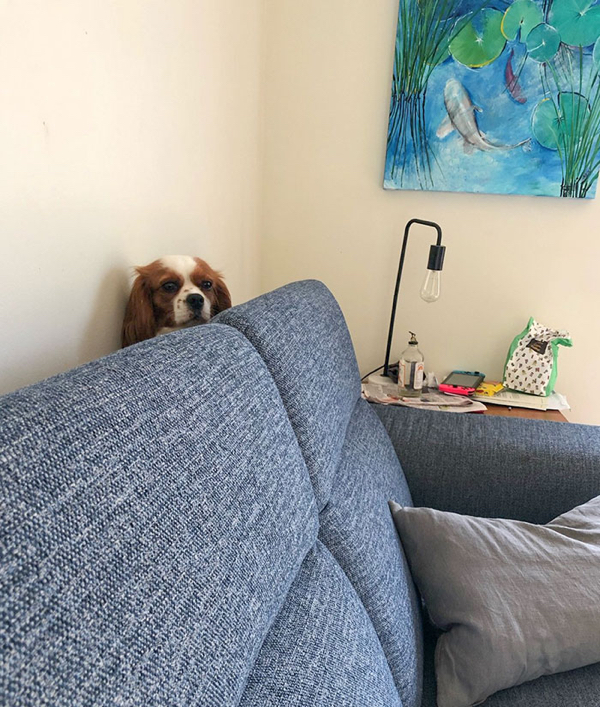 Animals stuck...need human help ASAP