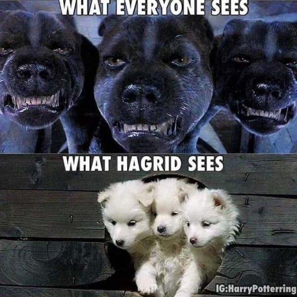 "Potterheads" will get a kick out of these wizard-ing memes