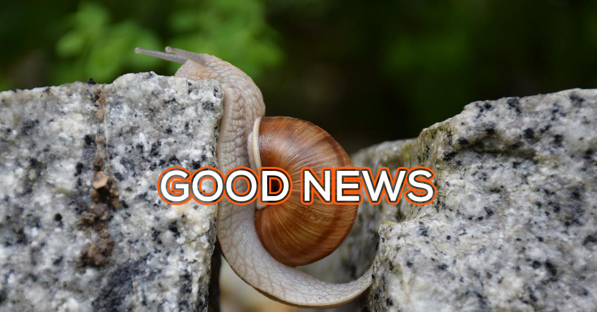 Sh!tty day? Here are 10 uplifting News stories plus SNAILS.