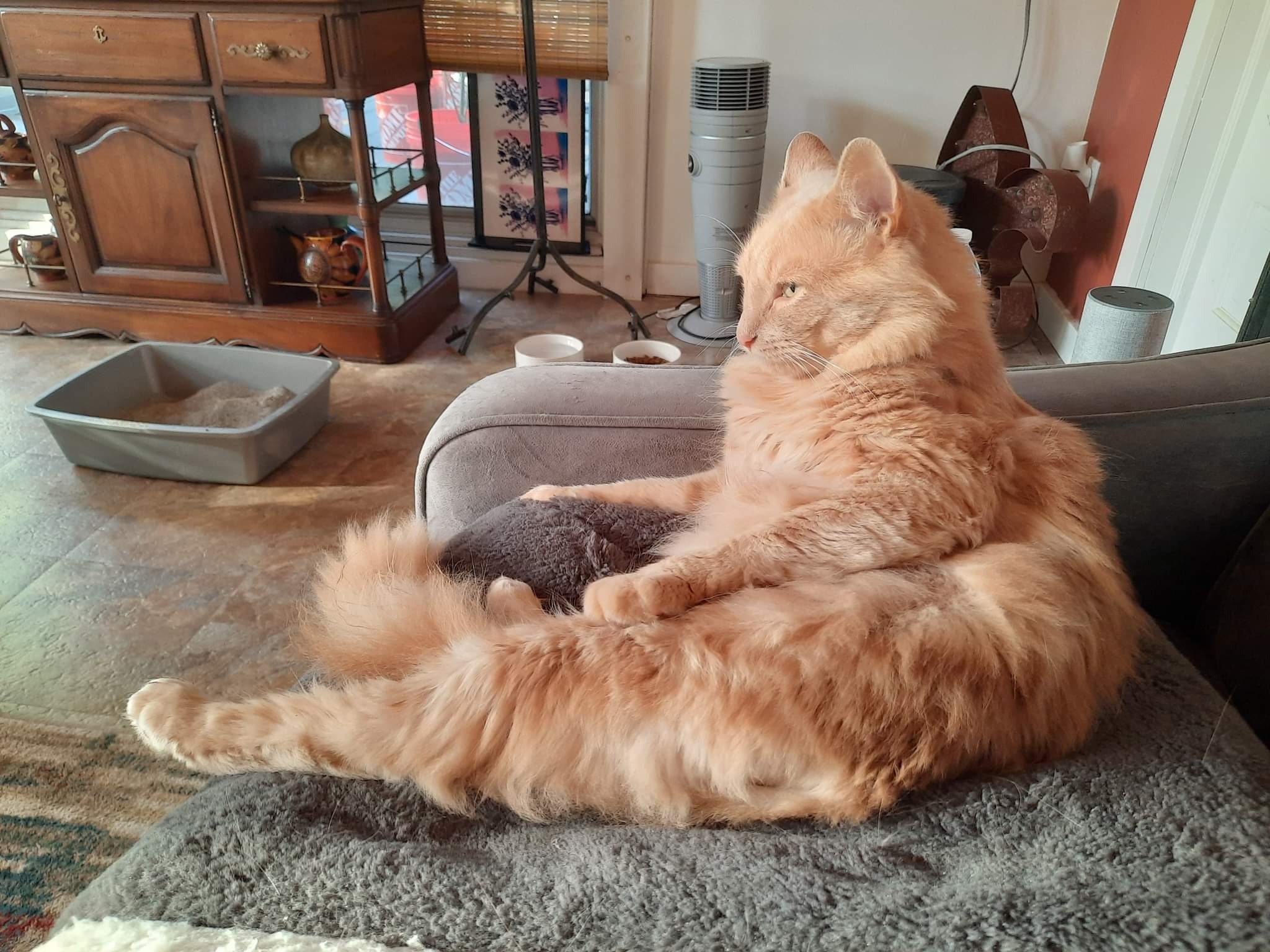 Cat Saturday Pspspsspspsp