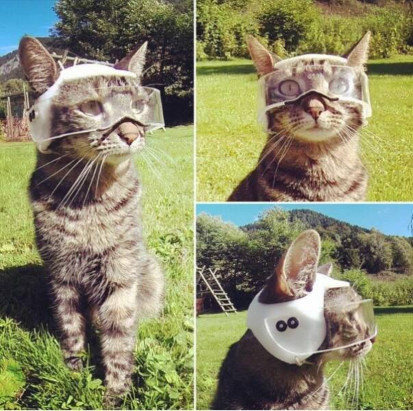 Cat Saturday Pspspsspspsp