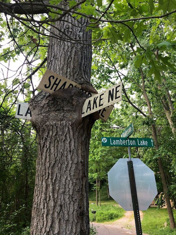 A hungry tree will devour anything that gets too close