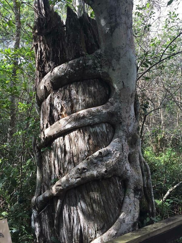 A hungry tree will devour anything that gets too close