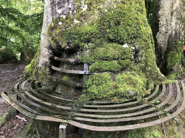 A hungry tree will devour anything that gets too close
