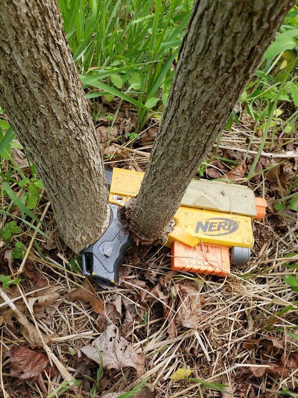 A hungry tree will devour anything that gets too close