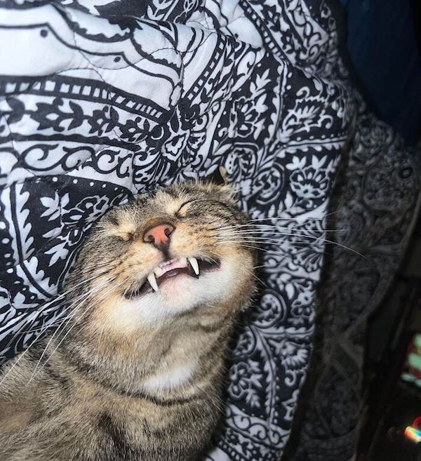 Cats making funny faces