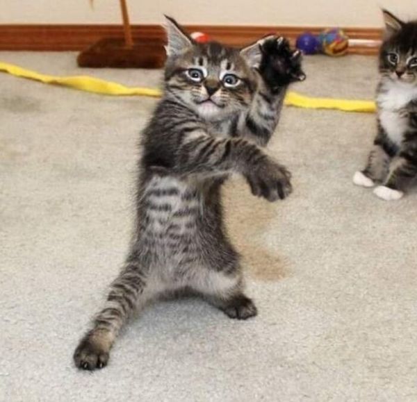 Cats making funny faces