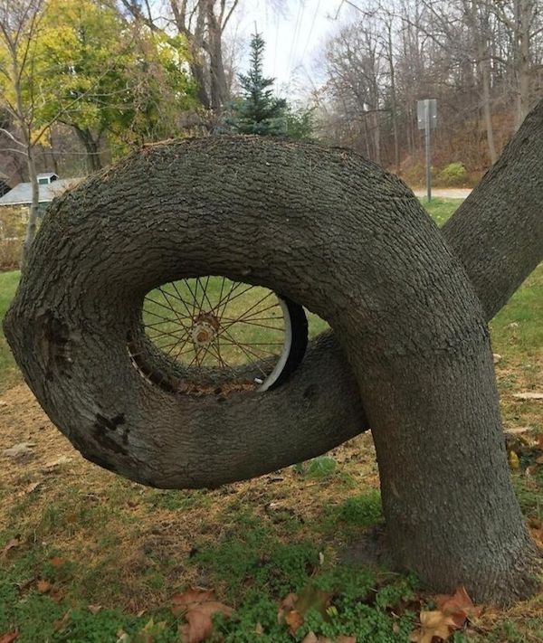 A hungry tree will devour anything that gets too close