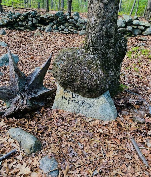A hungry tree will devour anything that gets too close