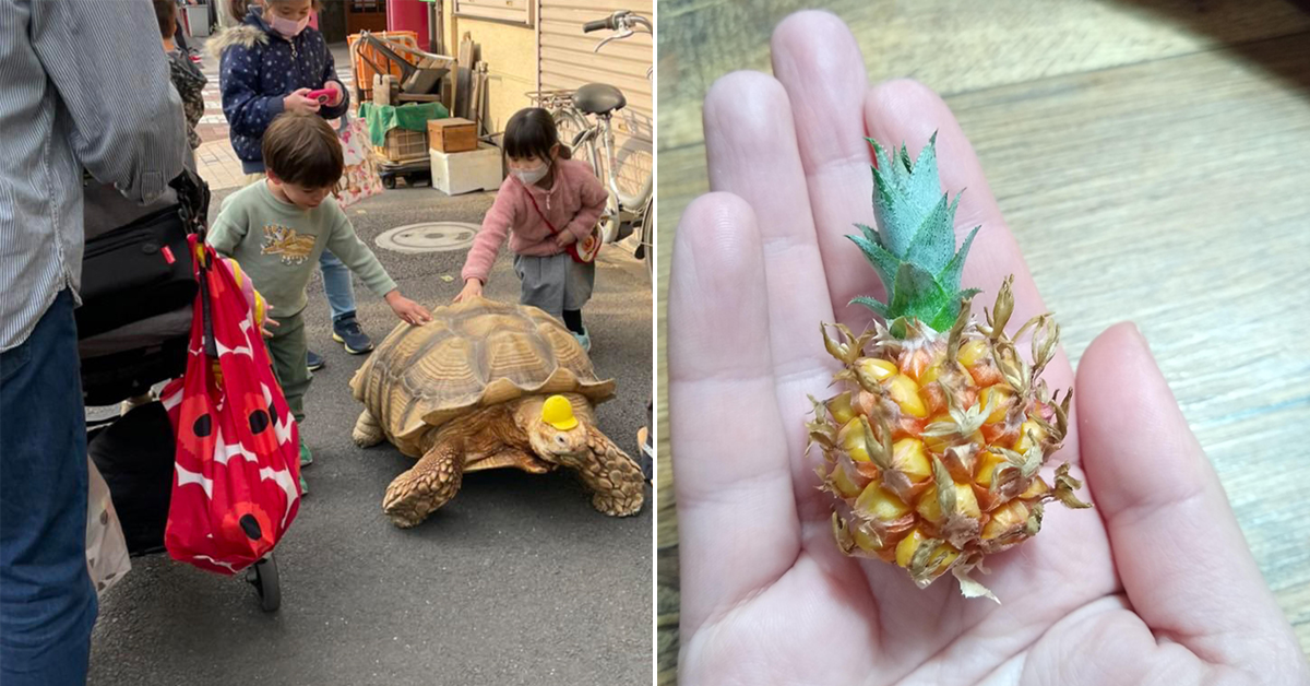 Amusing, yet confounding, images that will make you a doubletake