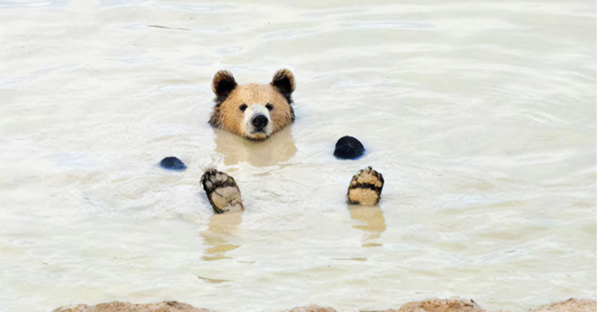 Funny Animal Pictures | Funny Pet Videos - theCHIVE