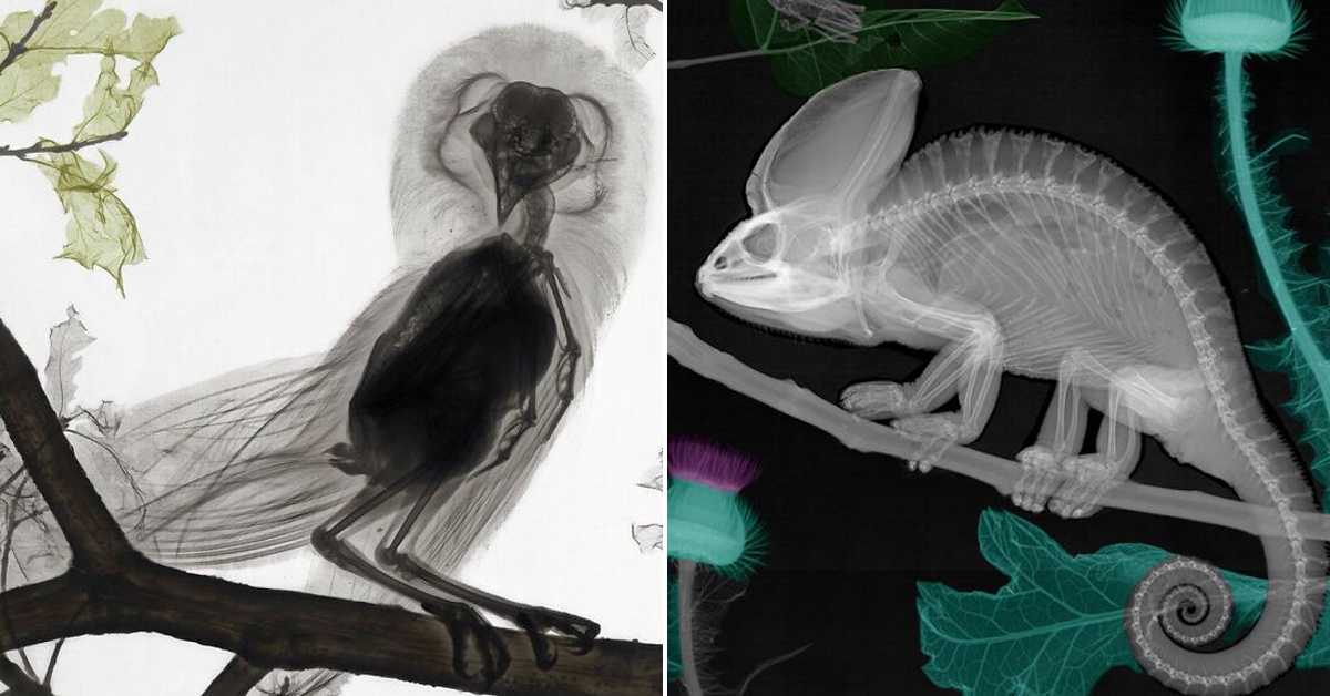 Former medical physicist captures nature in X-ray form
