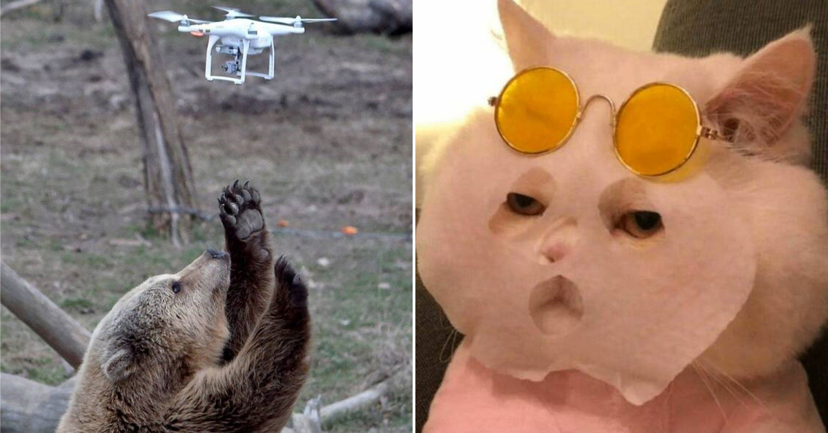Hilarious animals both wild and domesticated are making us howl