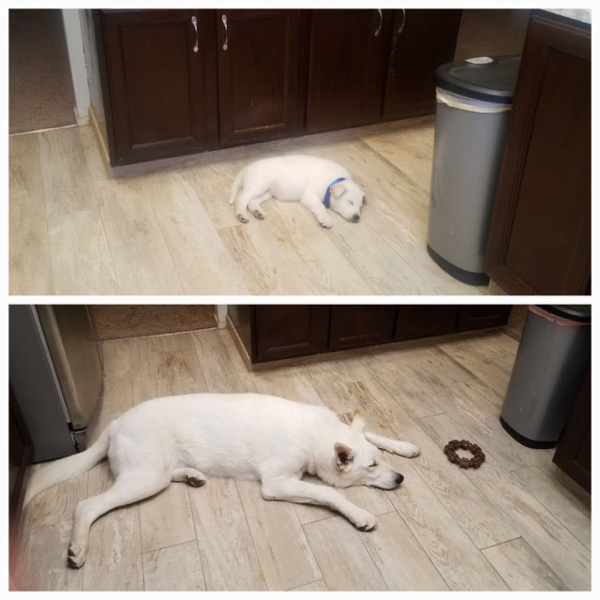 The puppies become dogs so darn fast we can barely keep up