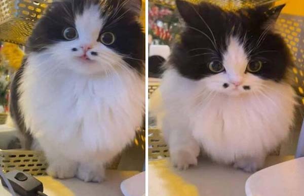 Cats making funny faces